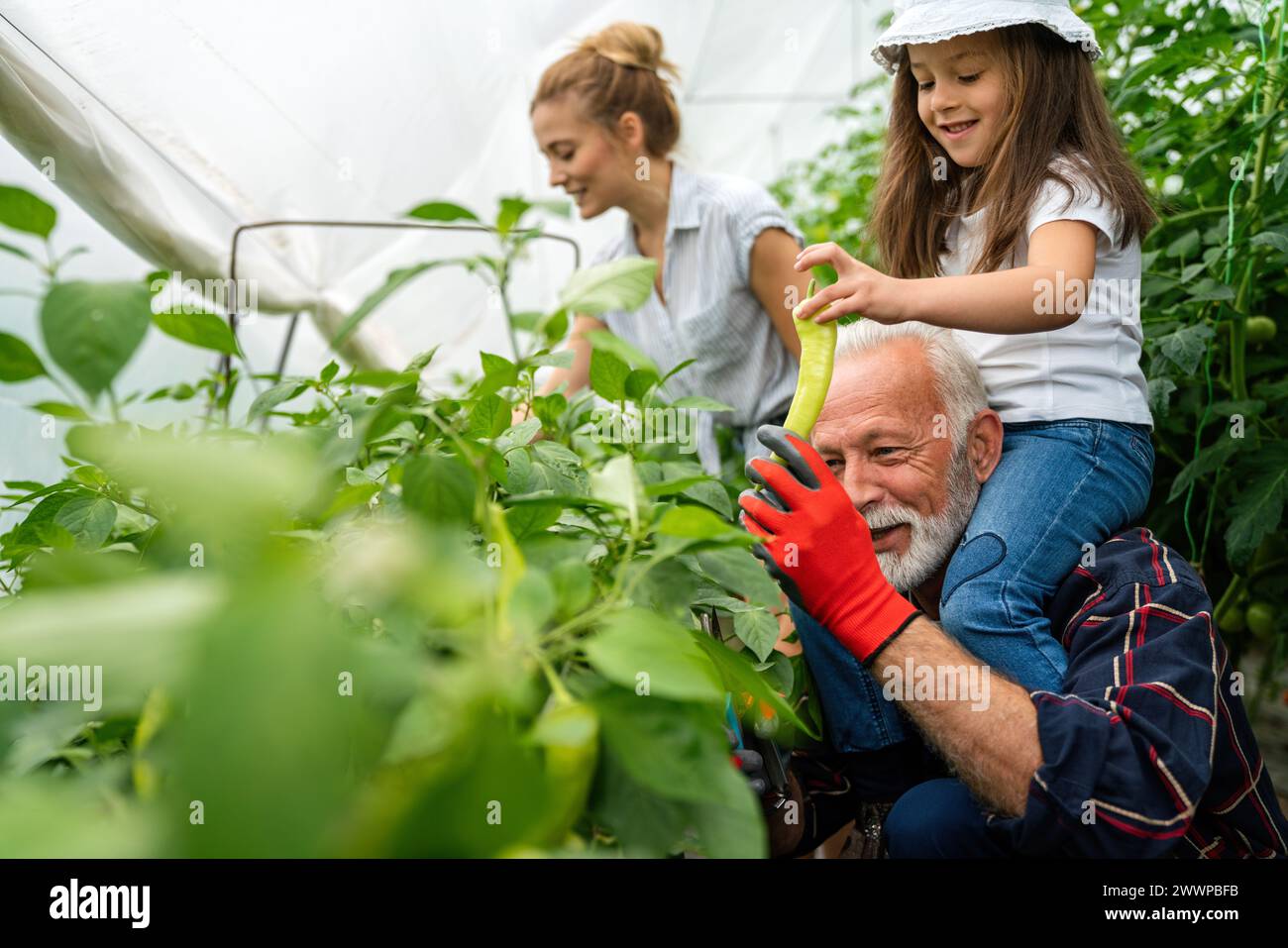 Happy family, generations working together organic farm in greenhouse ...