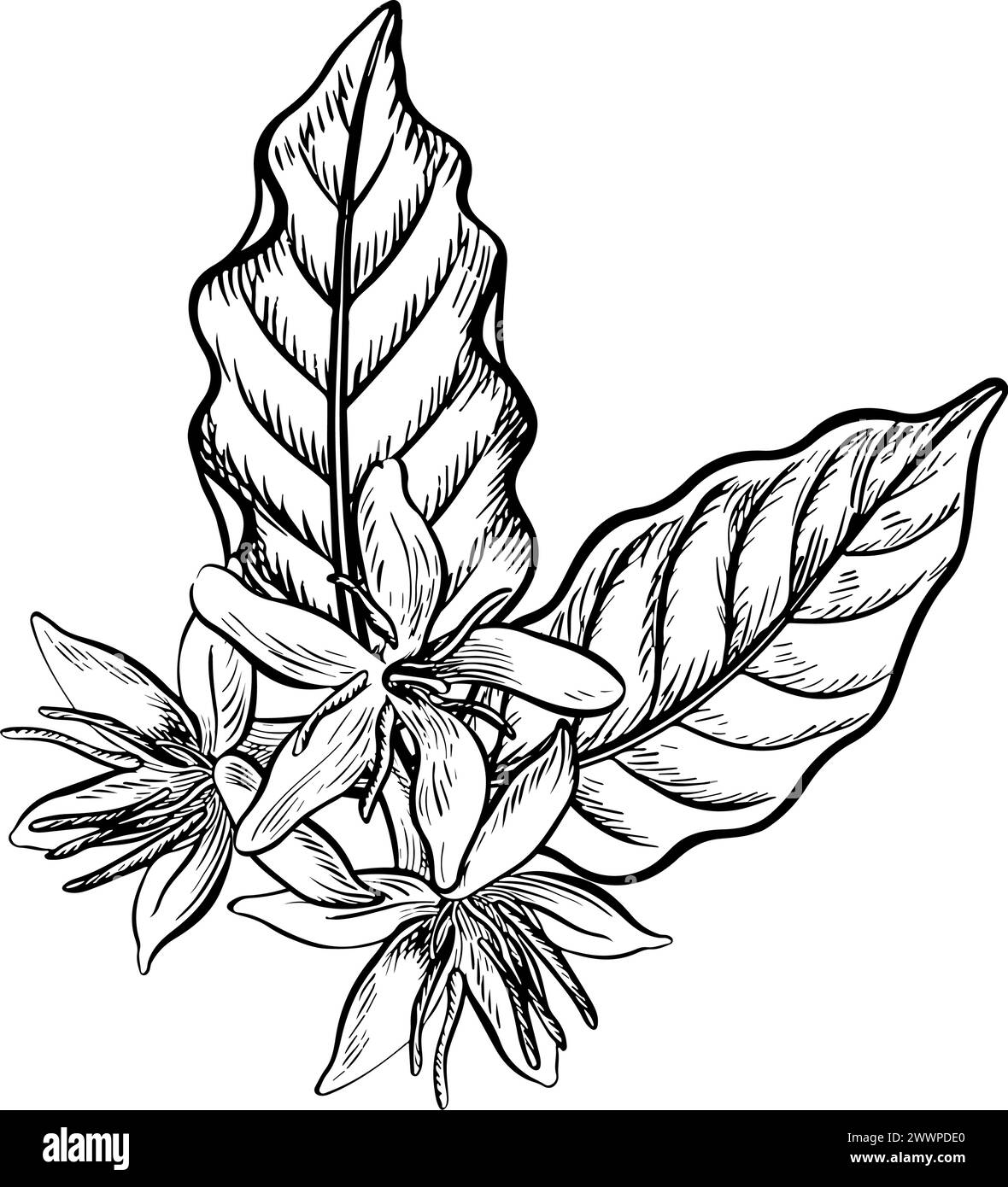 Coffee flowers, vector black and white graphics. Illustration for ...