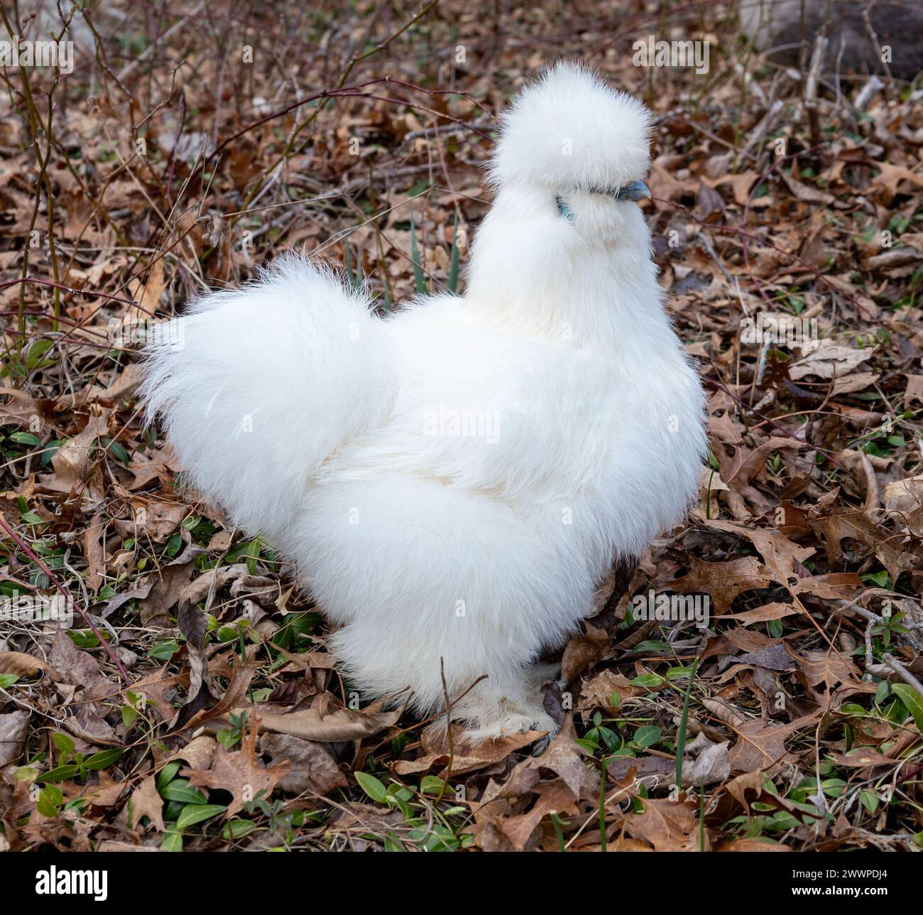 Hairy chicken hi-res stock photography and images - Alamy