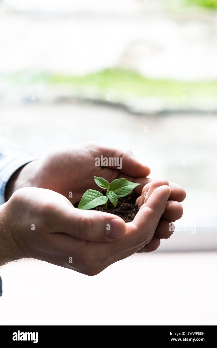 Hands holding sapling in soil surface Stock Photo - Alamy