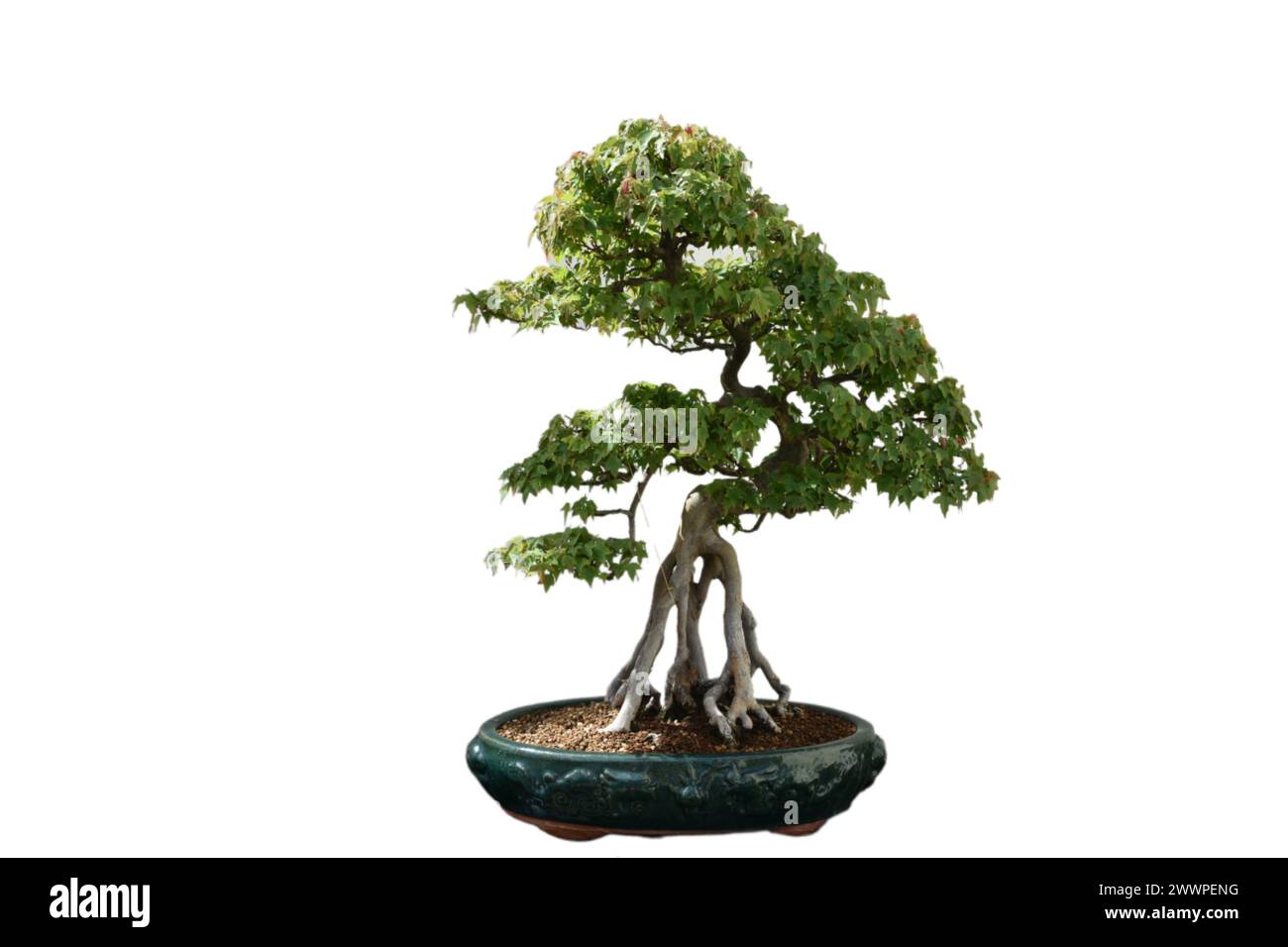 Buttonwood bonsai hi-res stock photography and images - Alamy