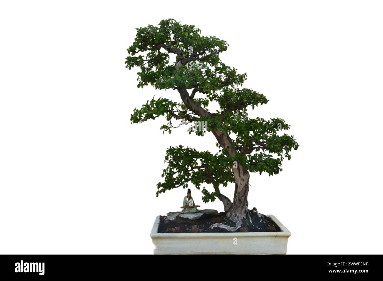 Artistic buttonwood bonsai tree shaped trimmed and sculpted Stock Photo ...