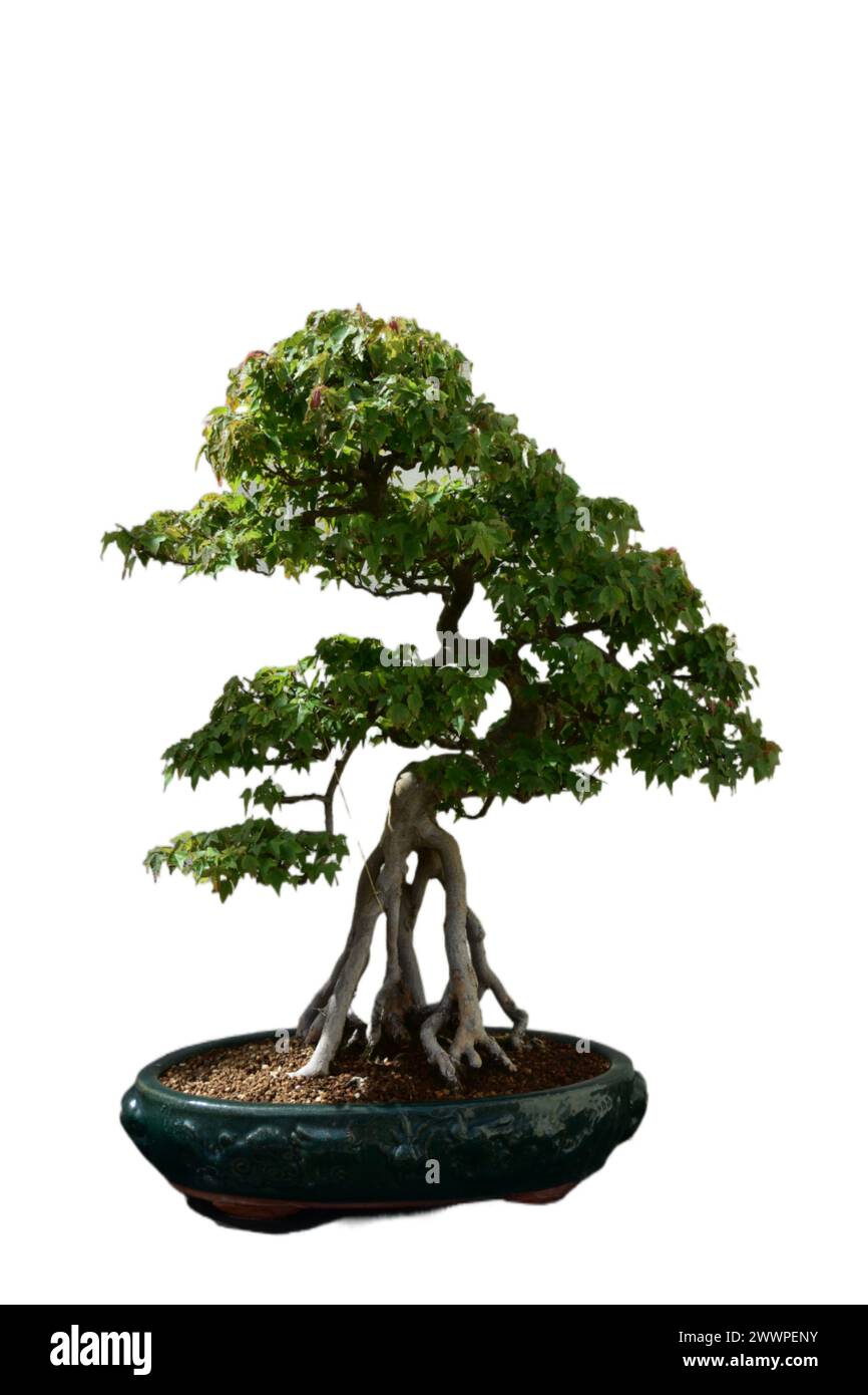 Buttonwood bonsai hi-res stock photography and images - Alamy