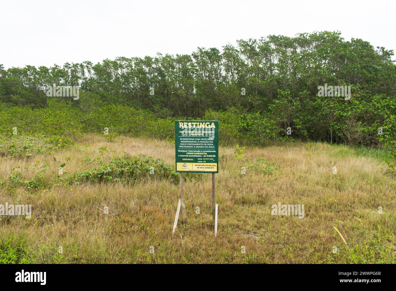 Sao Francisco de Sul, Brazil - August 22th 2023: Restinga (coastal ...