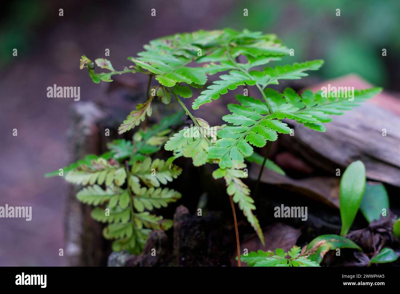 Mount ophir plant hi-res stock photography and images - Alamy