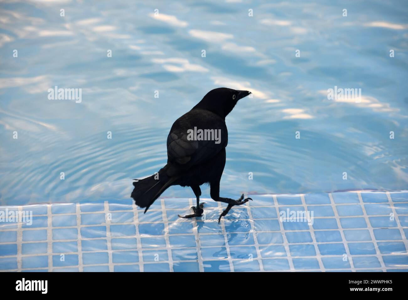 Common black grackle with his foot raised in shallow pool water Stock ...