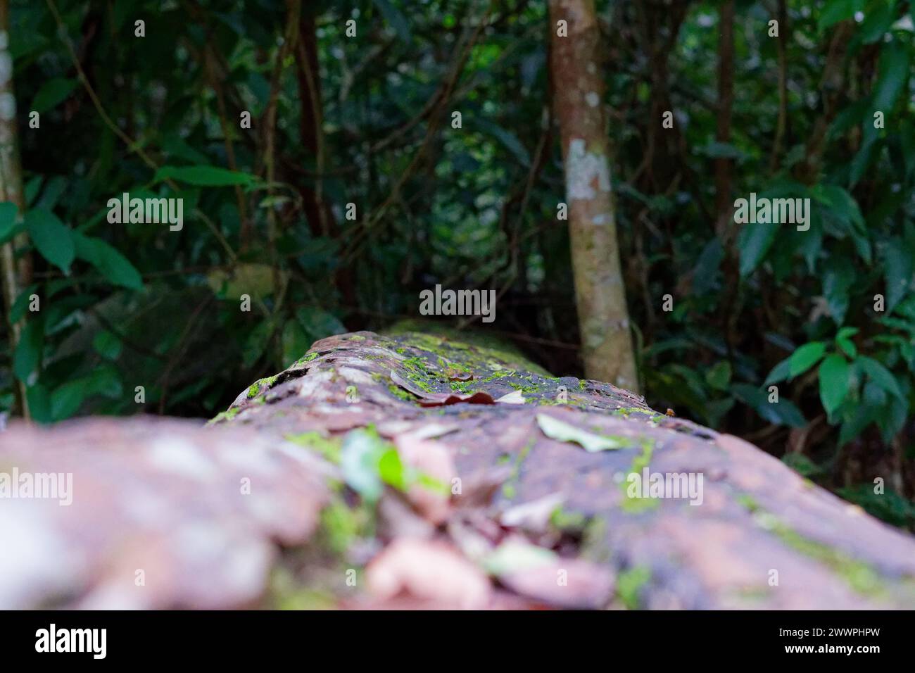 Pokok liar hi-res stock photography and images - Alamy