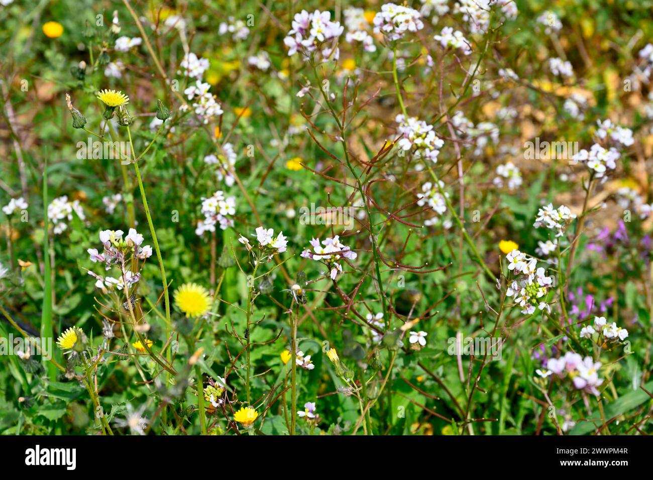 Wildflowers growing near roadside in southern Spain Stock Photo - Alamy