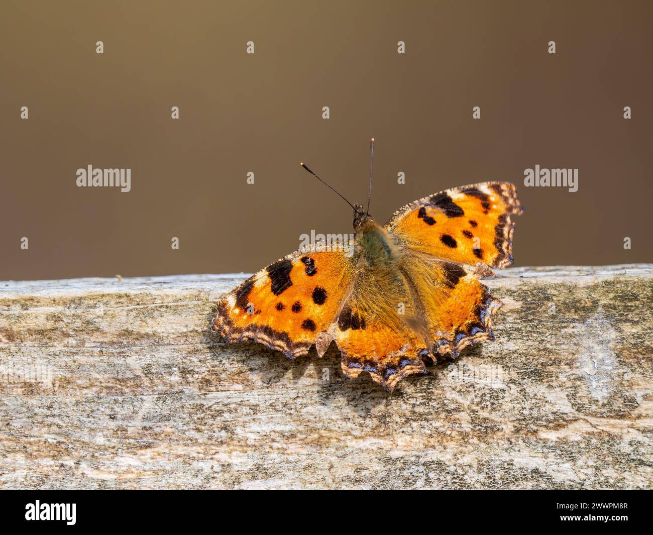 Large Tortoiseshell Butterfly Resting with its Wings Open Stock Photo ...