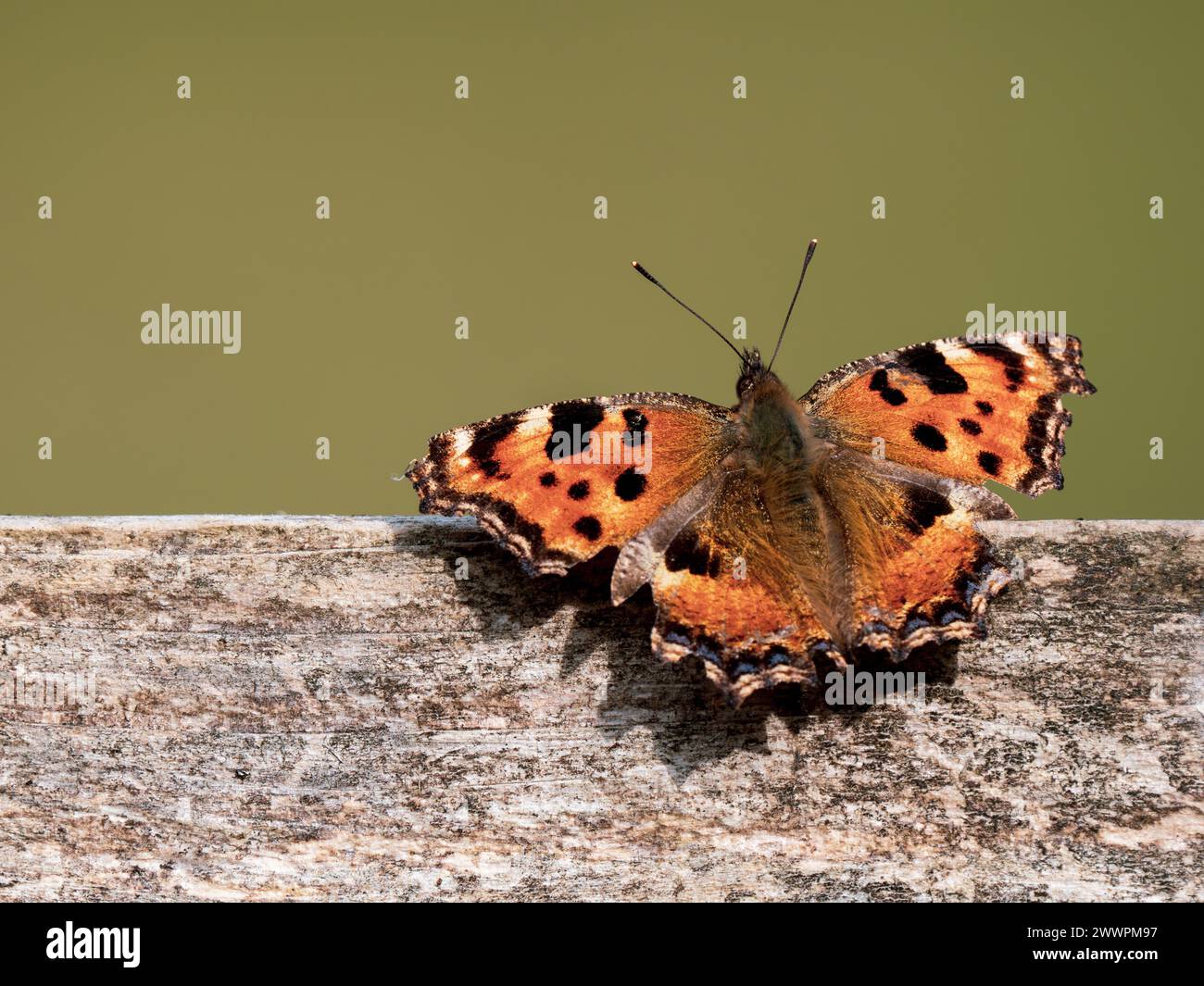 Large Tortoiseshell Butterfly Resting with its Wings Open Stock Photo ...
