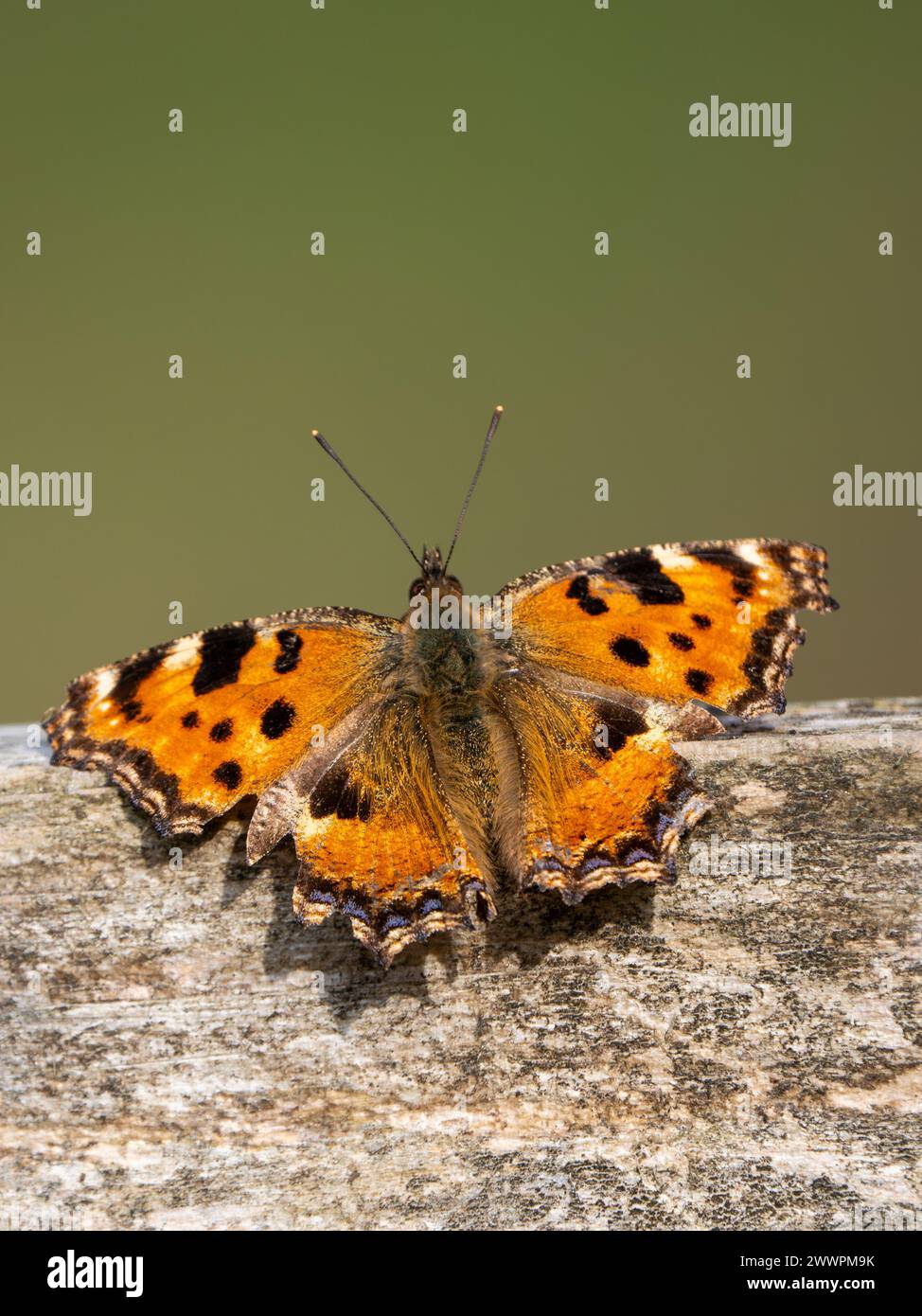 Large Tortoiseshell Butterfly Resting with its Wings Open Stock Photo ...