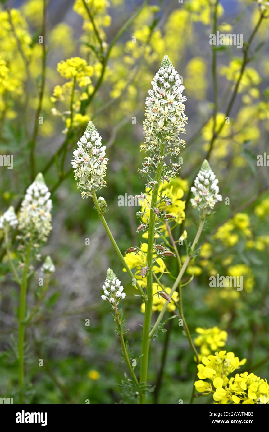 Wildflowers, Reseda jacquinii, or White mignonette, growing side of the road near Malaga, Spain ...