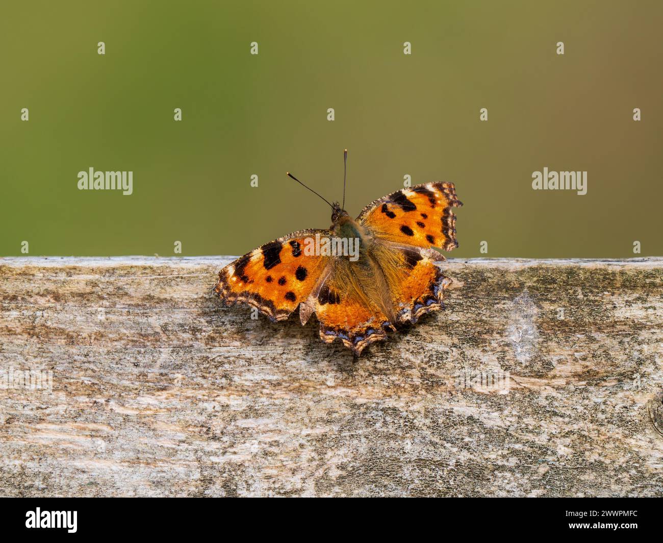 Large Tortoiseshell Butterfly Resting with its Wings Open Stock Photo ...