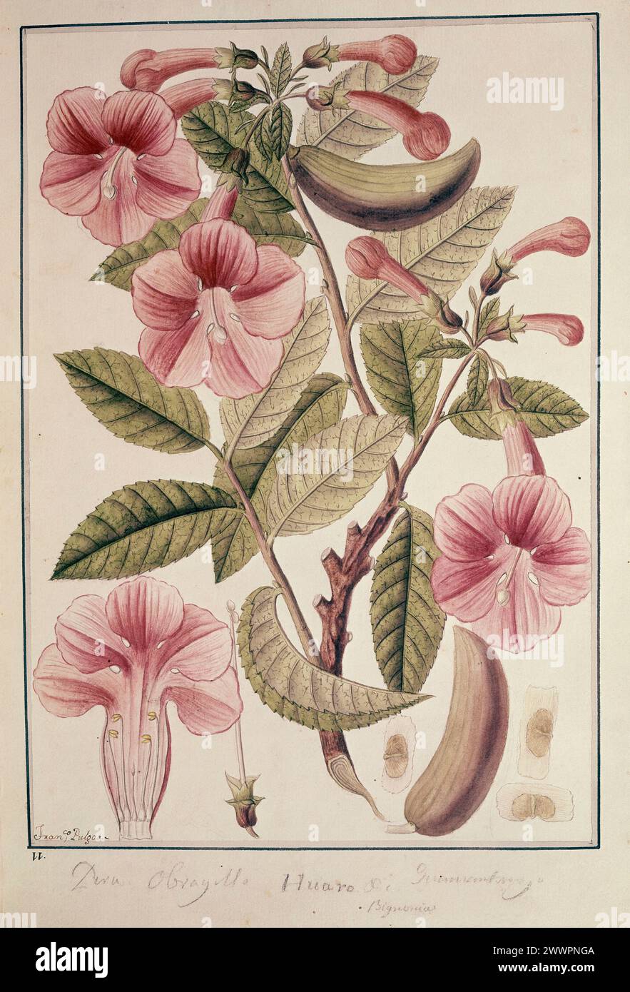 FLOR DE LA CANTUTA, TAMBIÉN CONOCIDA COMO LA FLOR DEL INCA, SE ...