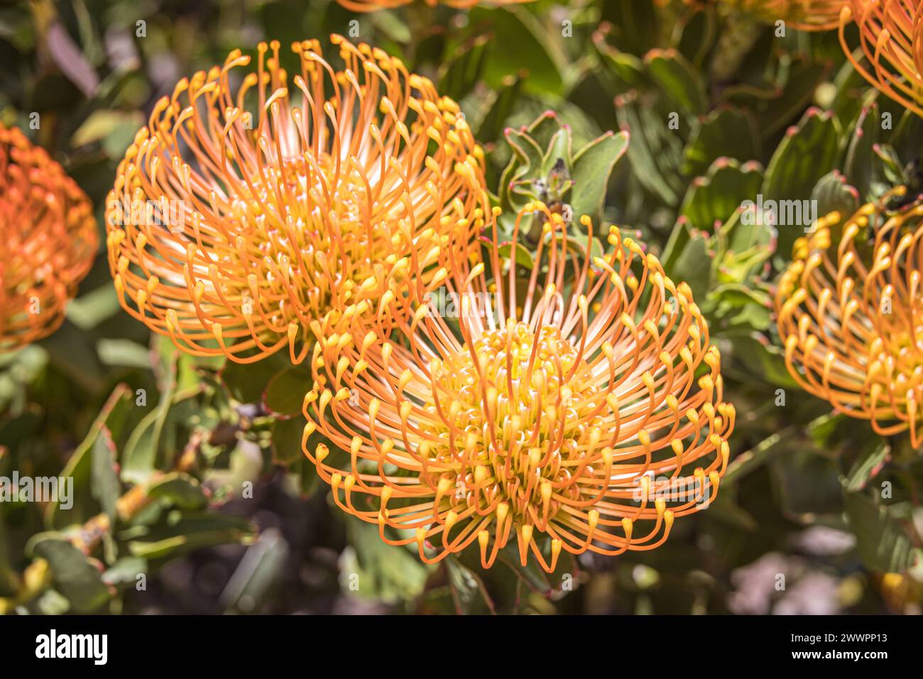Orange Waratah flowers, (Telopea), Australia Stock Photo - Alamy
