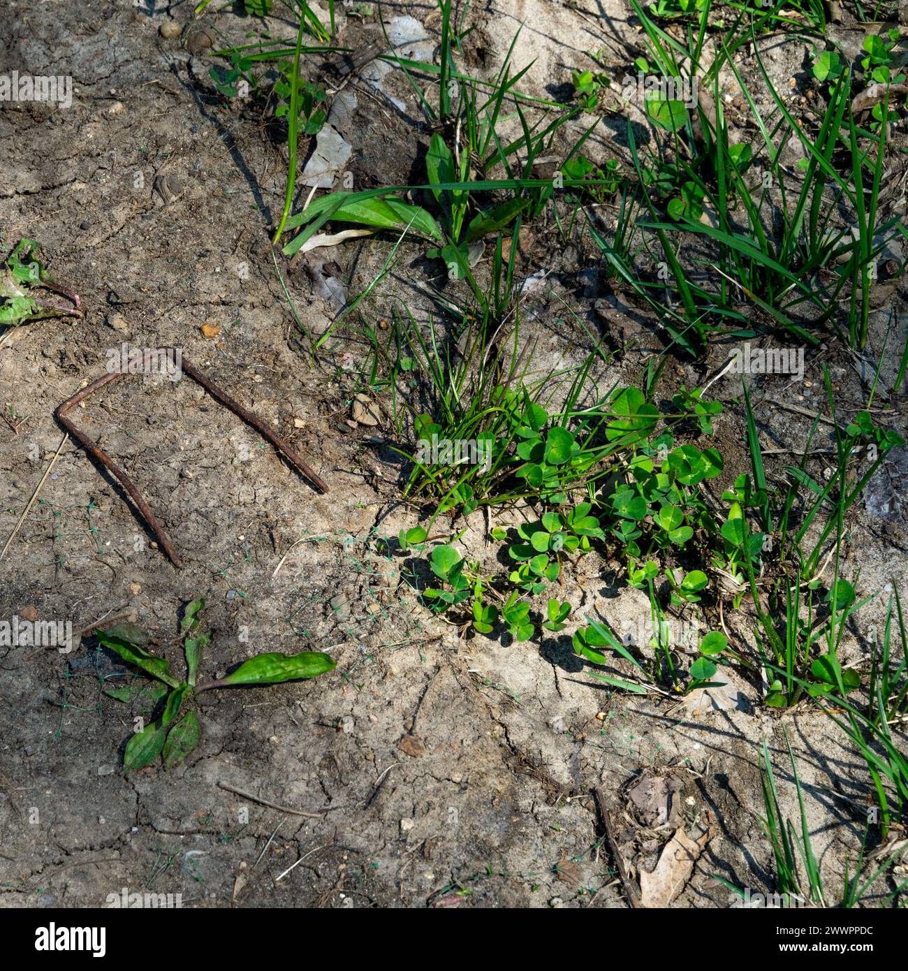 A rusted metal landscape staple lies among springtime grass and clover ...