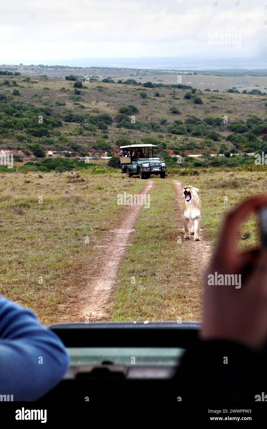A female lion in Amakhala Game Reserve observed from purpose built ...