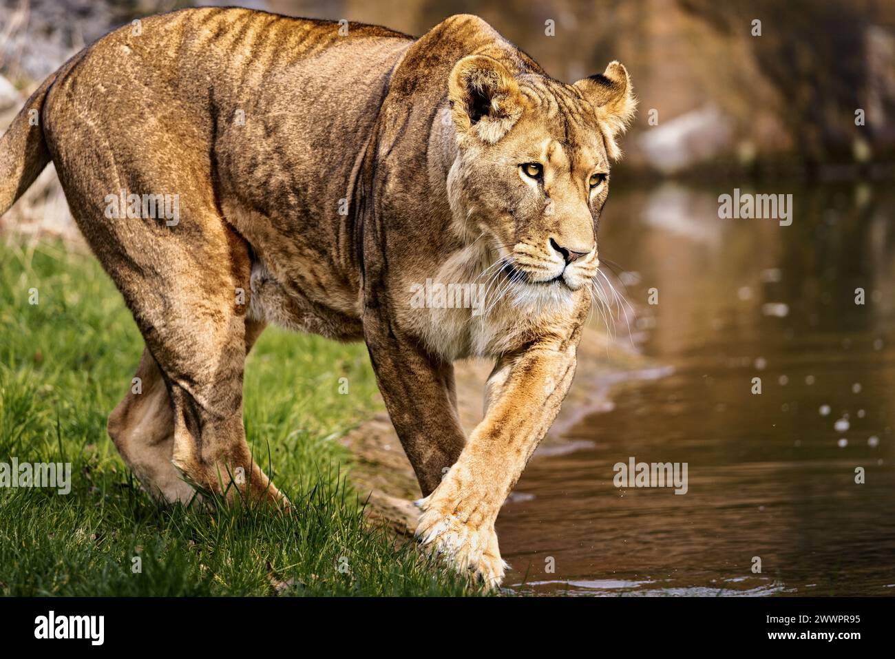 Lion and savannah hi-res stock photography and images - Alamy