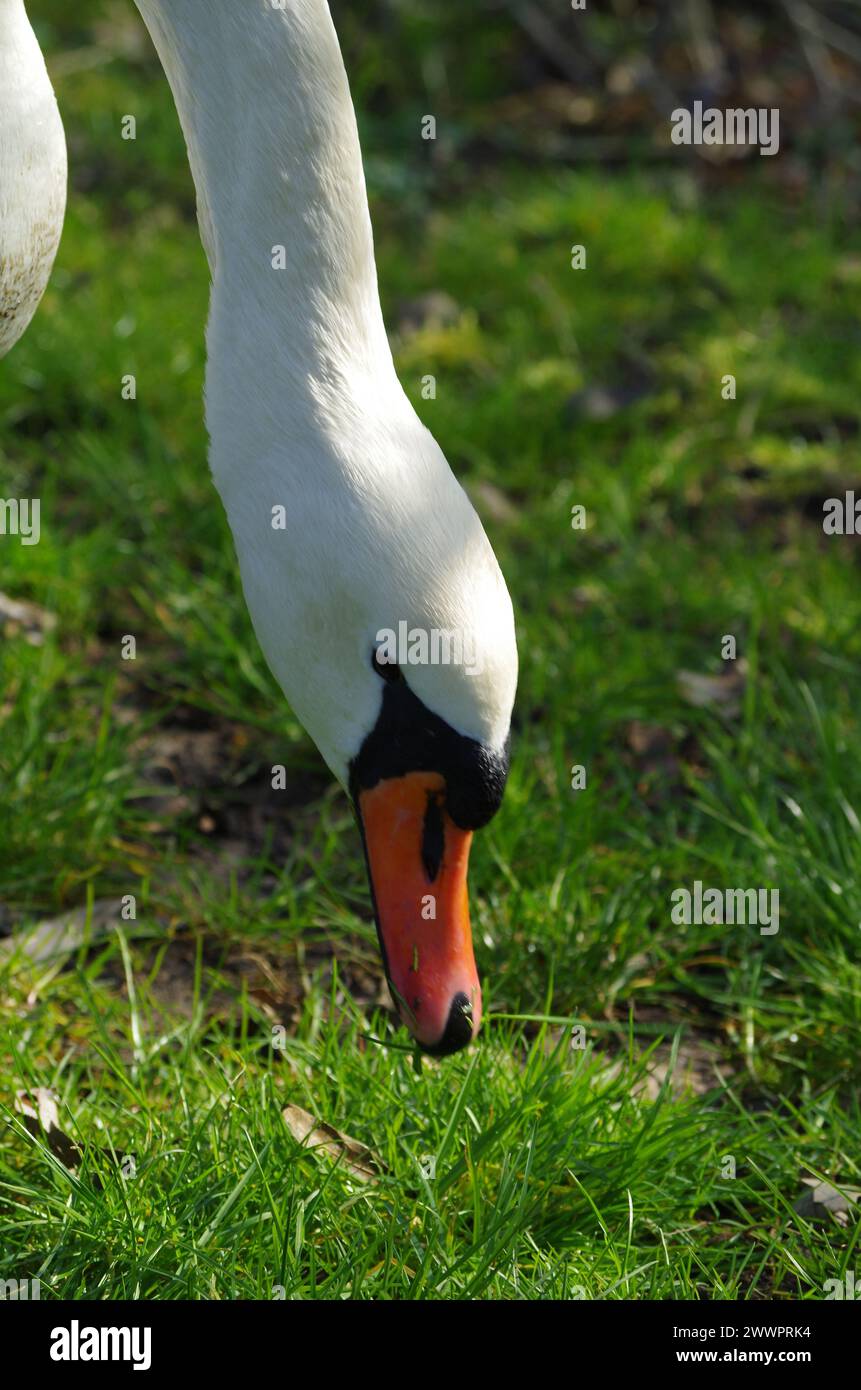 Swan head in portrait Stock Photo - Alamy
