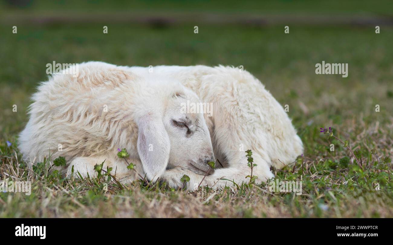 Katahdin sheep lamb that is white with hints of brown sleeping on a ...