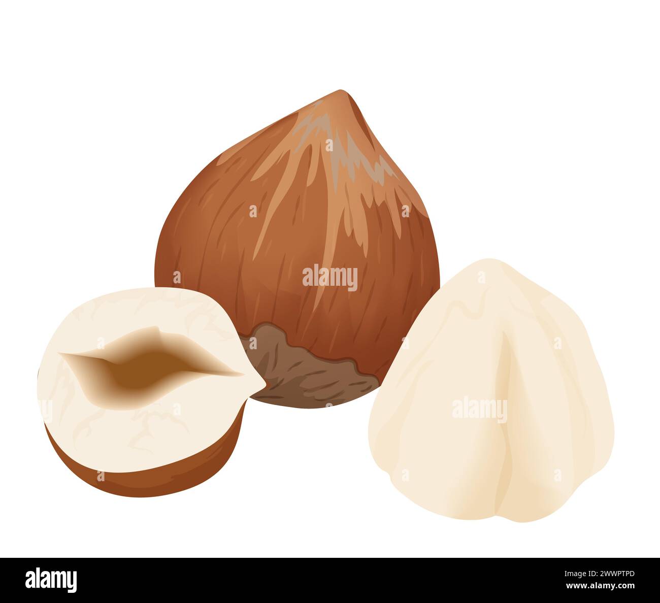 Hazelnut, whole organic nut fruit in brown shell, cut in half vector ...