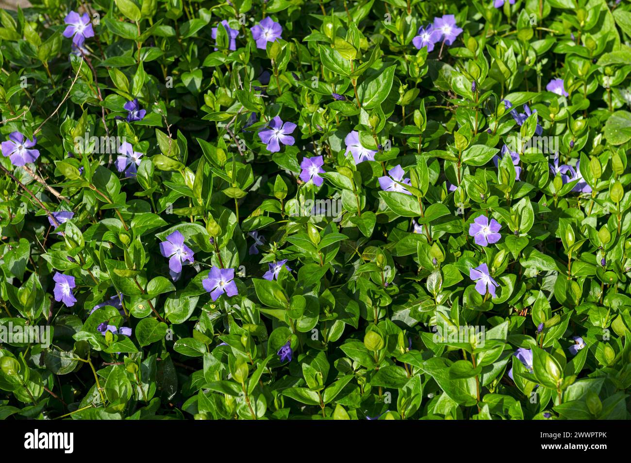 Spring colour. Violet flowers of the periwinkle Vinca - Maagdenpalm ...