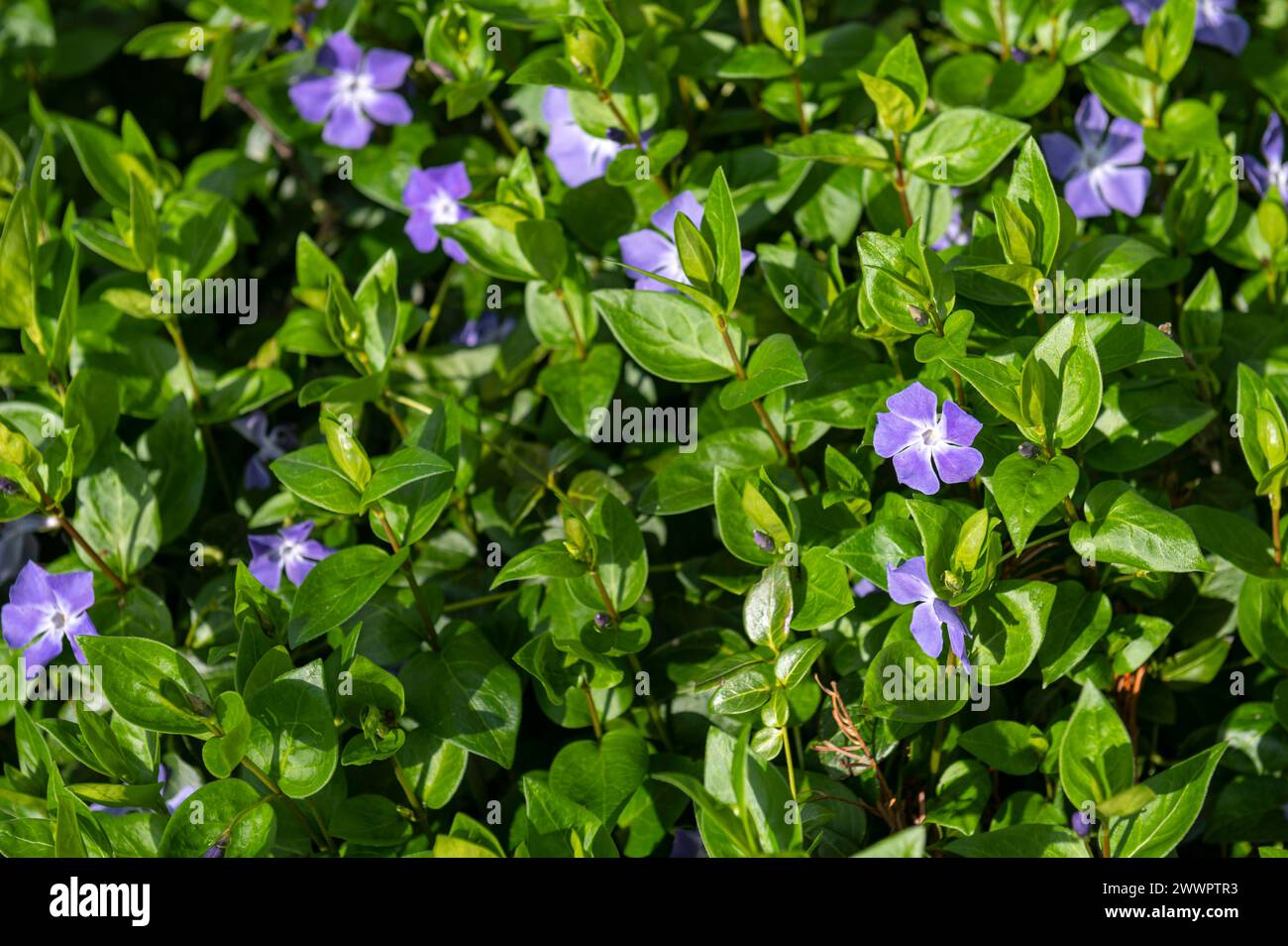 Spring colour. Violet flowers of the periwinkle Vinca - Maagdenpalm ...
