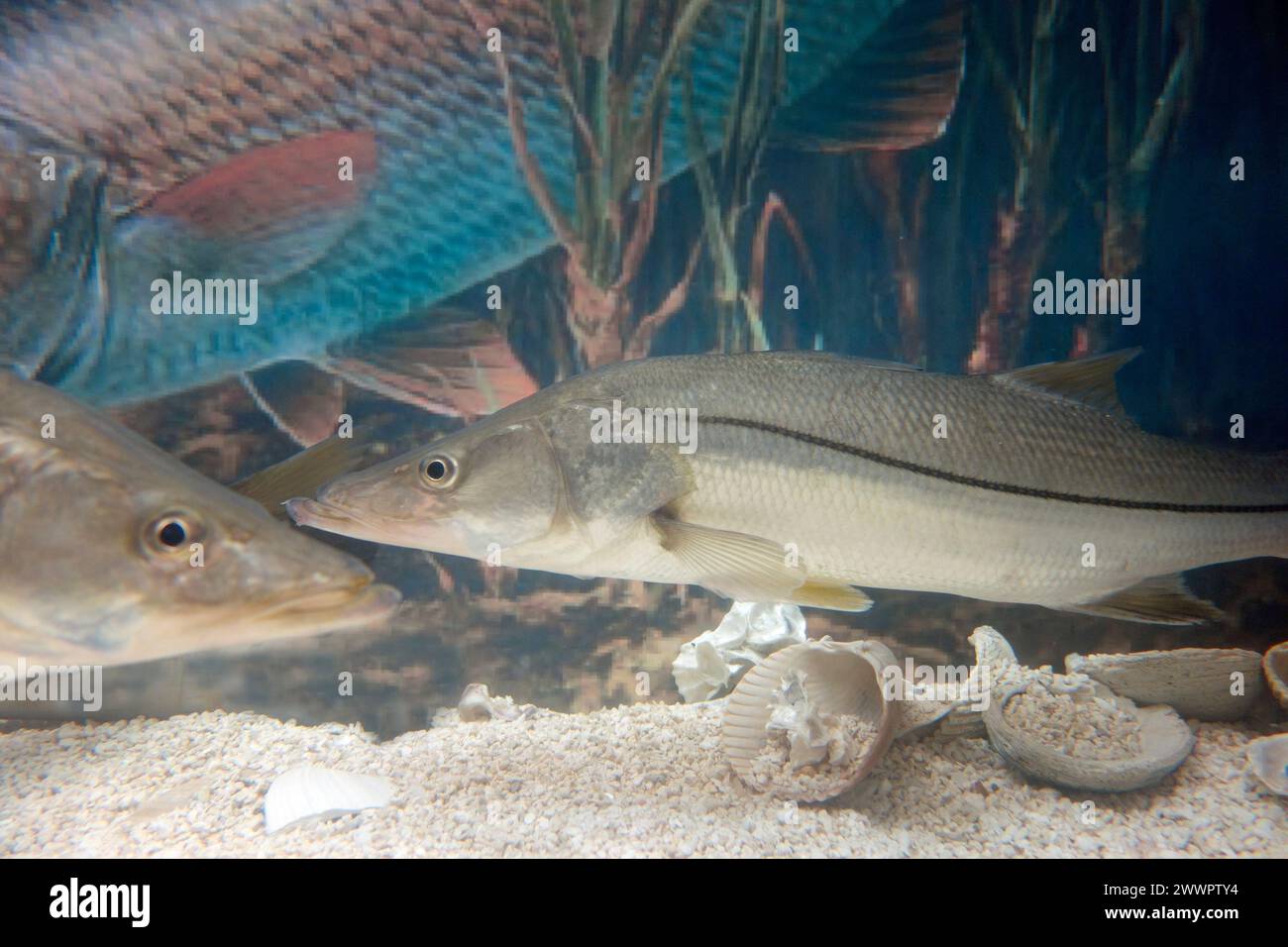 Snook fish hi-res stock photography and images - Alamy