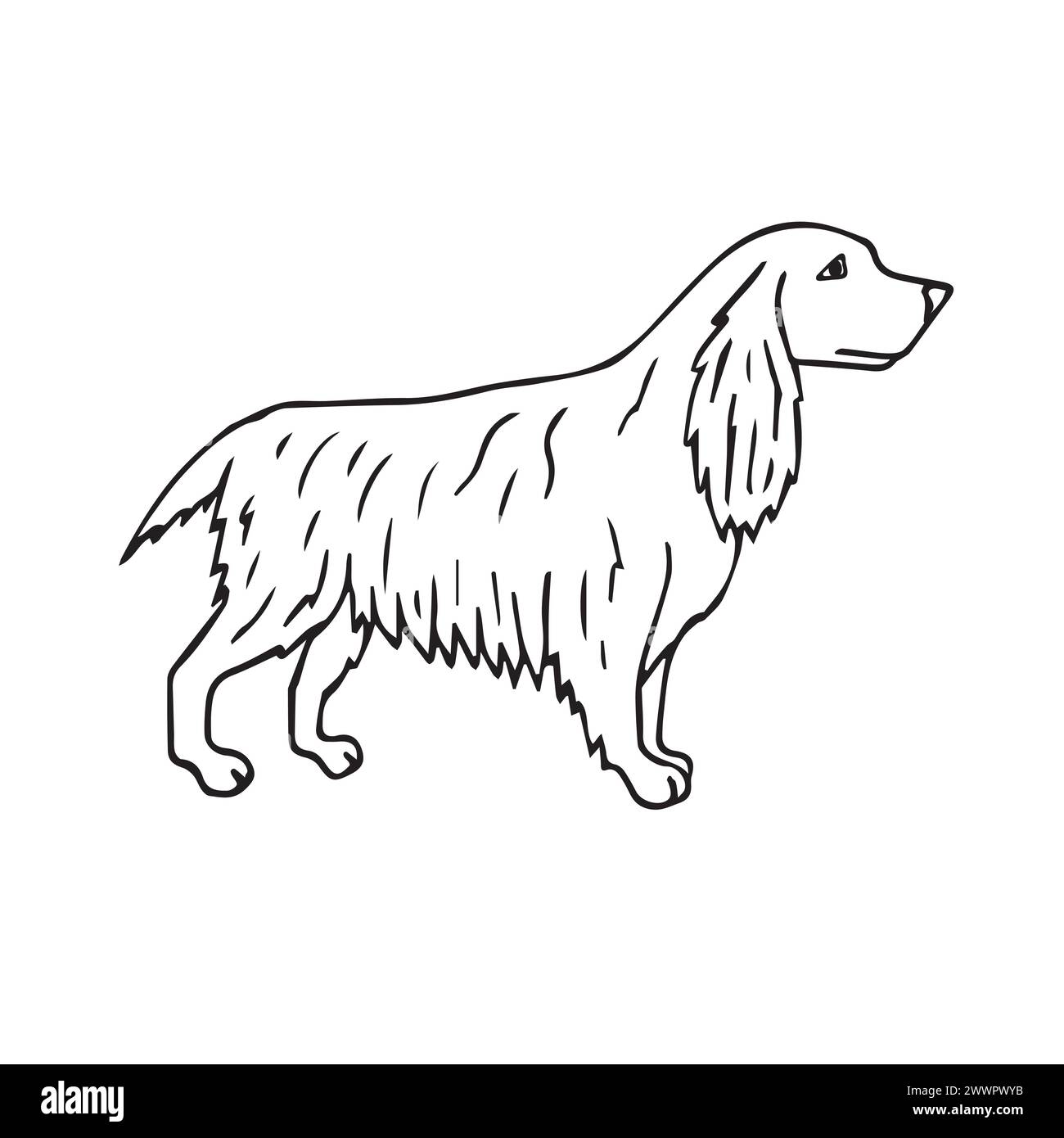 Vector hand drawn doodle sketch spaniel dog isolated on white background Stock Vector Image ...