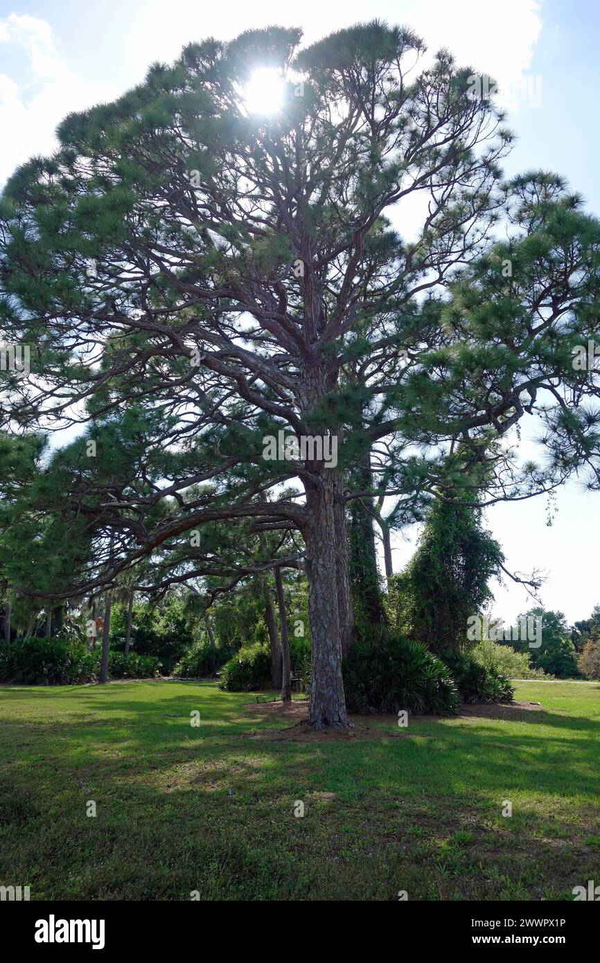 florida longleaf pine tree Stock Photo - Alamy