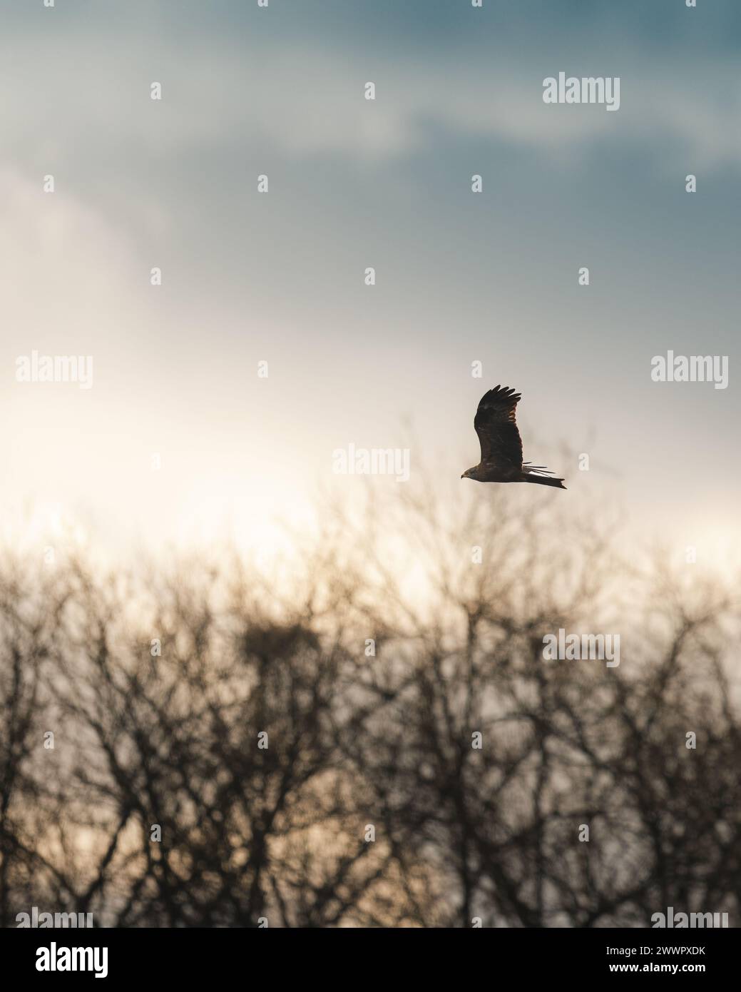 A Kite flying in sky with trees in background Stock Photo - Alamy