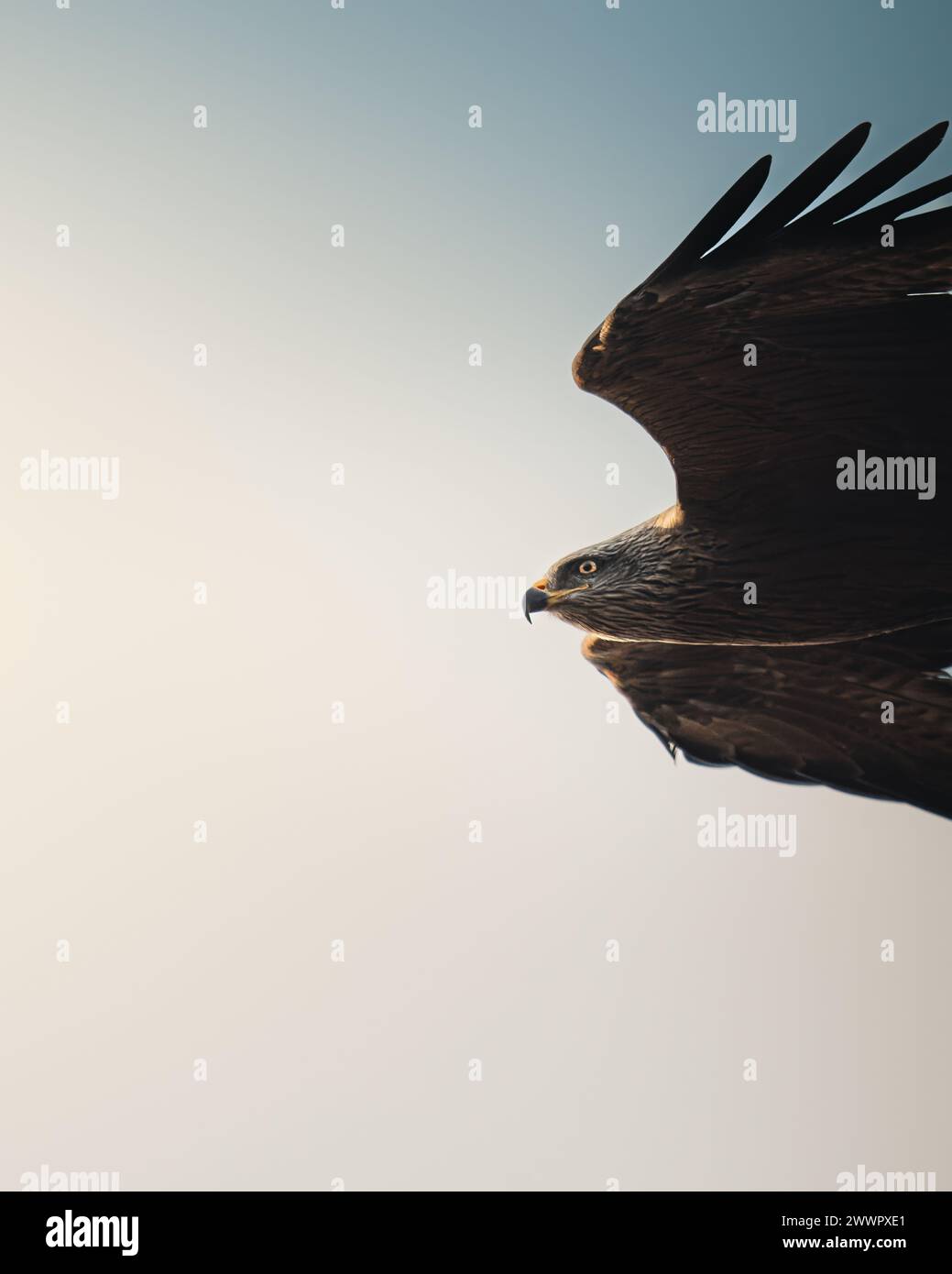 A Kite soaring with wings spread wide in flight Stock Photo - Alamy