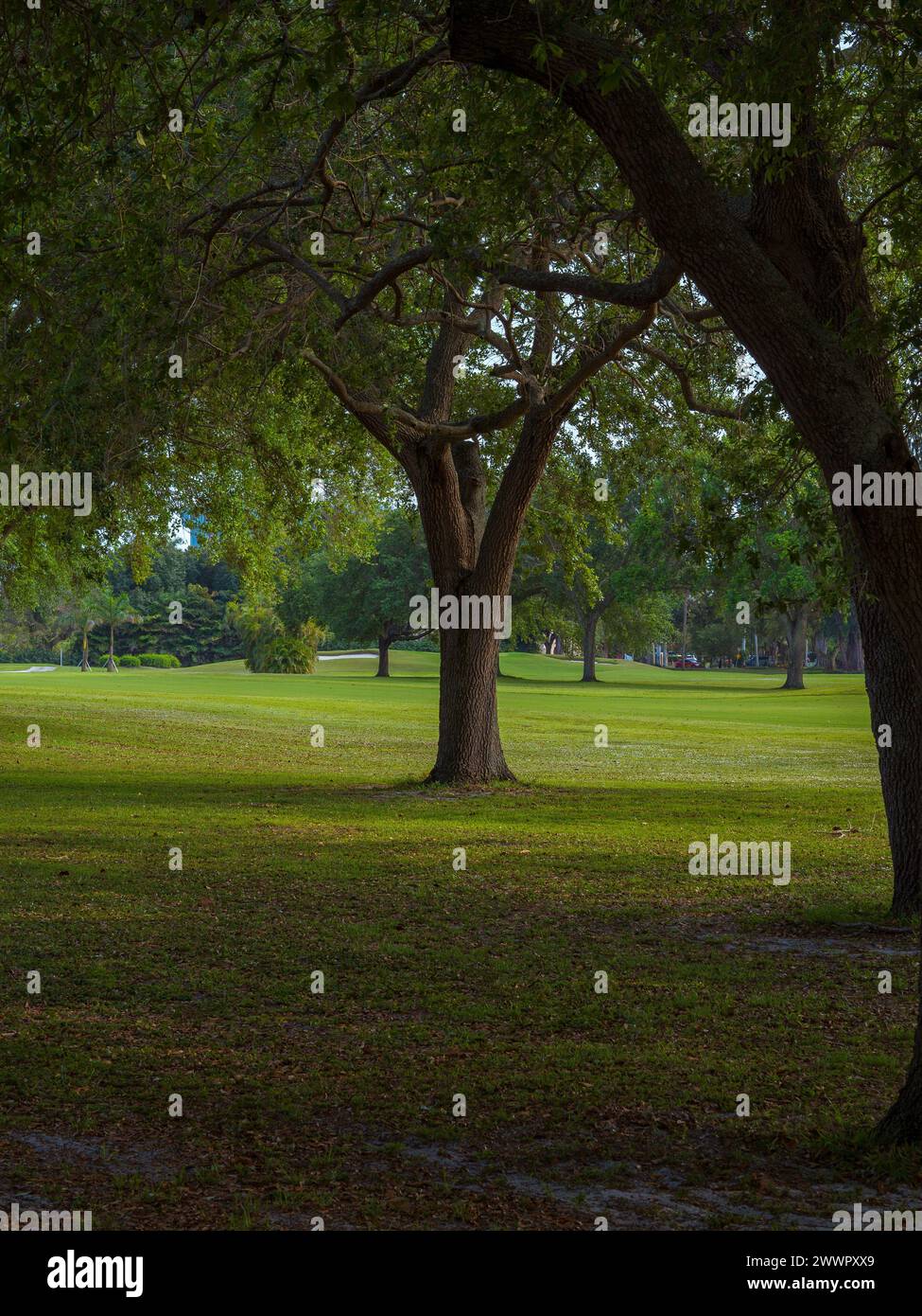 Miami peaceful golf hi-res stock photography and images - Alamy