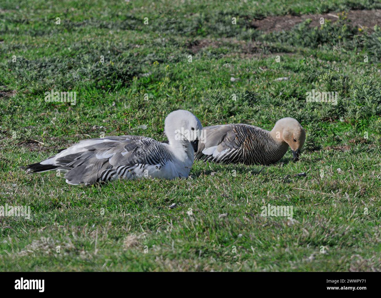 Goose Upland (Chloephaga picta), Carcass Island, mle and female ...