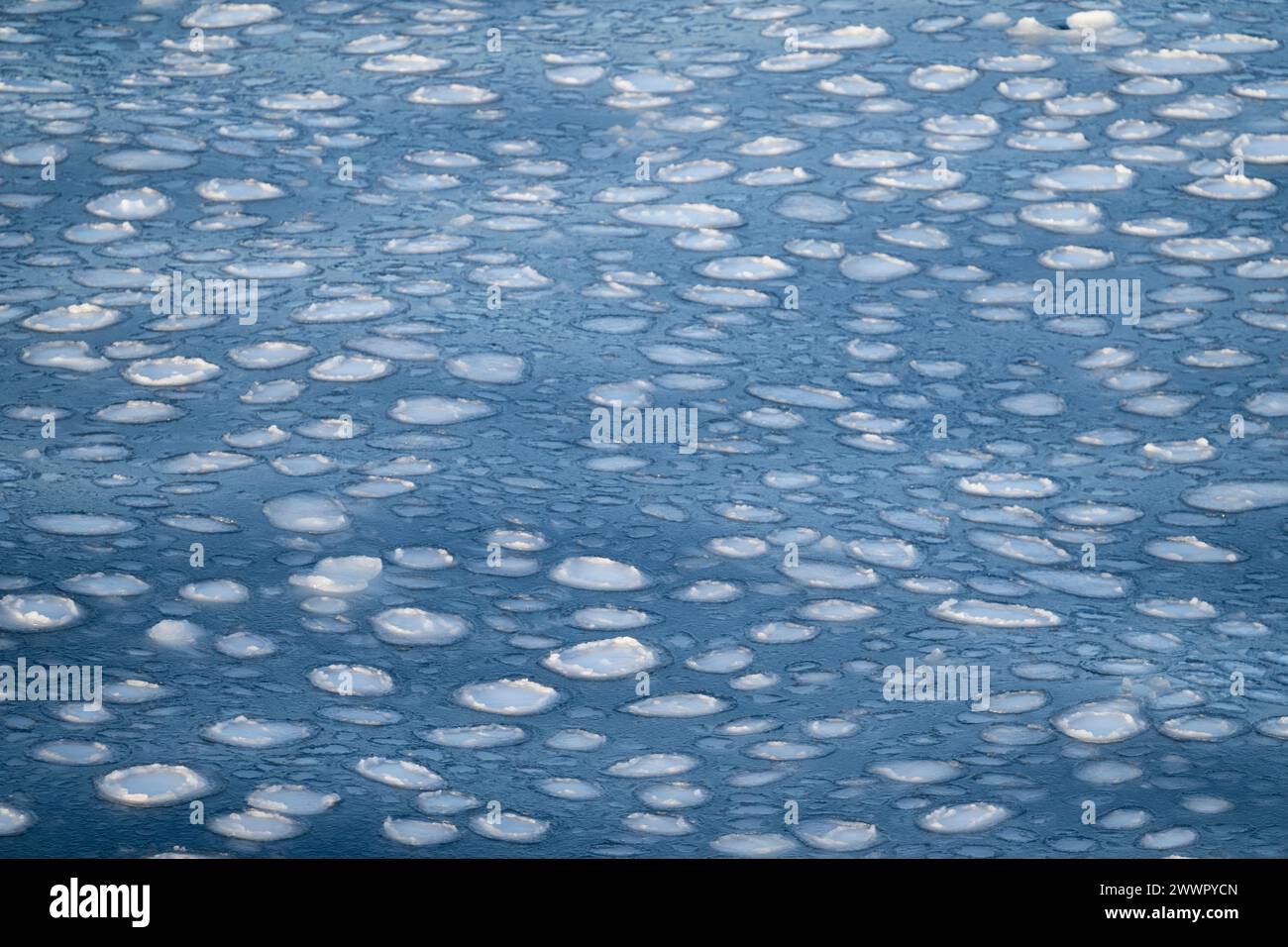 Antarctica, Victoria Land, Ross Sea in Ross Ice Shelf area. Pancake ice ...