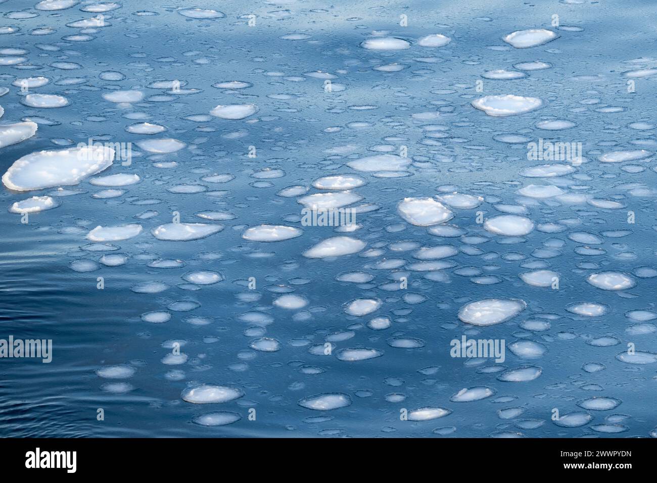 Antarctica, Victoria Land, Ross Sea in Ross Ice Shelf area. Pancake ice ...