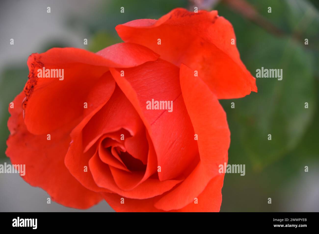 Une rose rouge du jardin de la cathédrale de Faro Stock Photo - Alamy