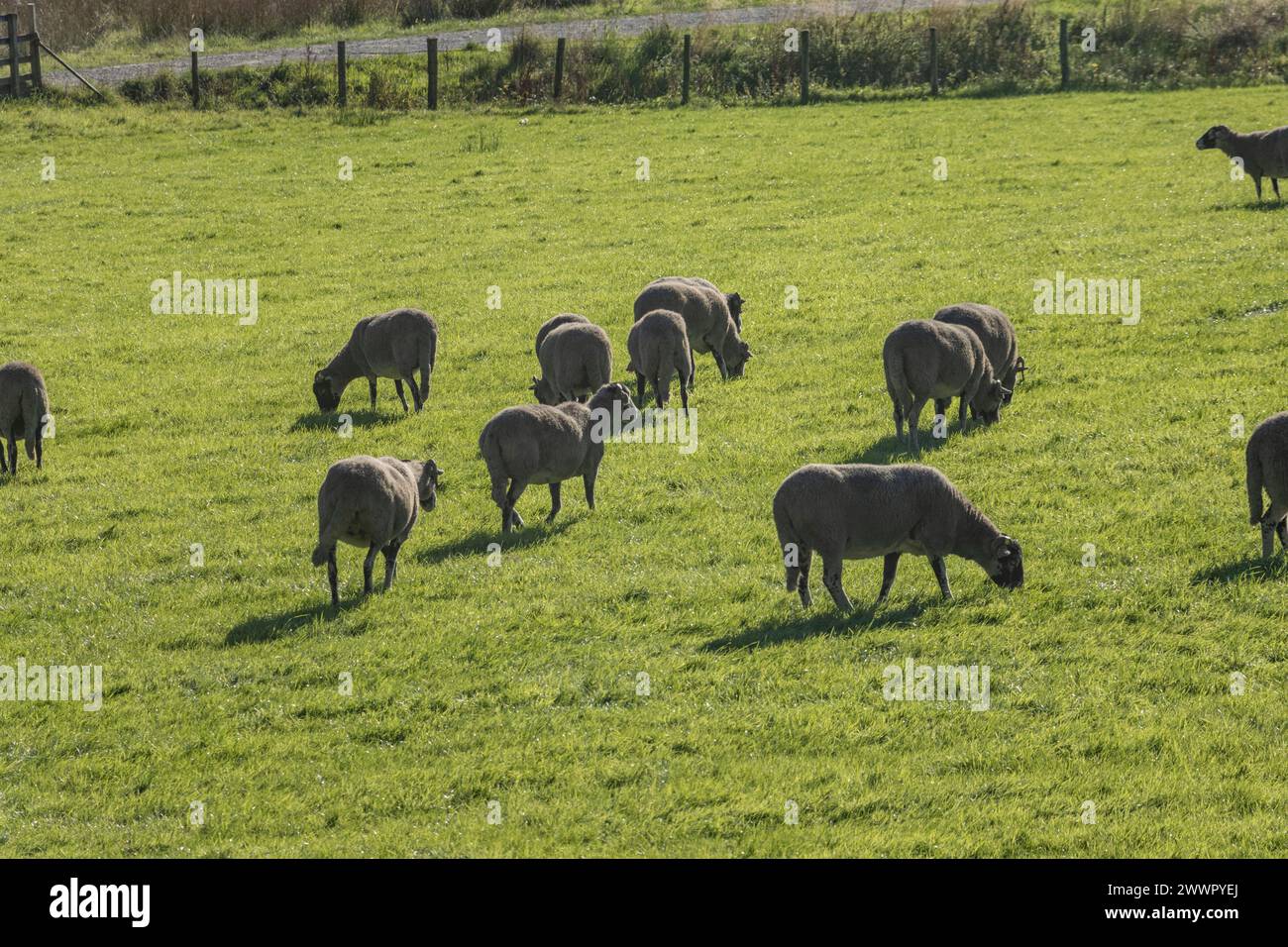 Sustainable farming wales hi-res stock photography and images - Alamy