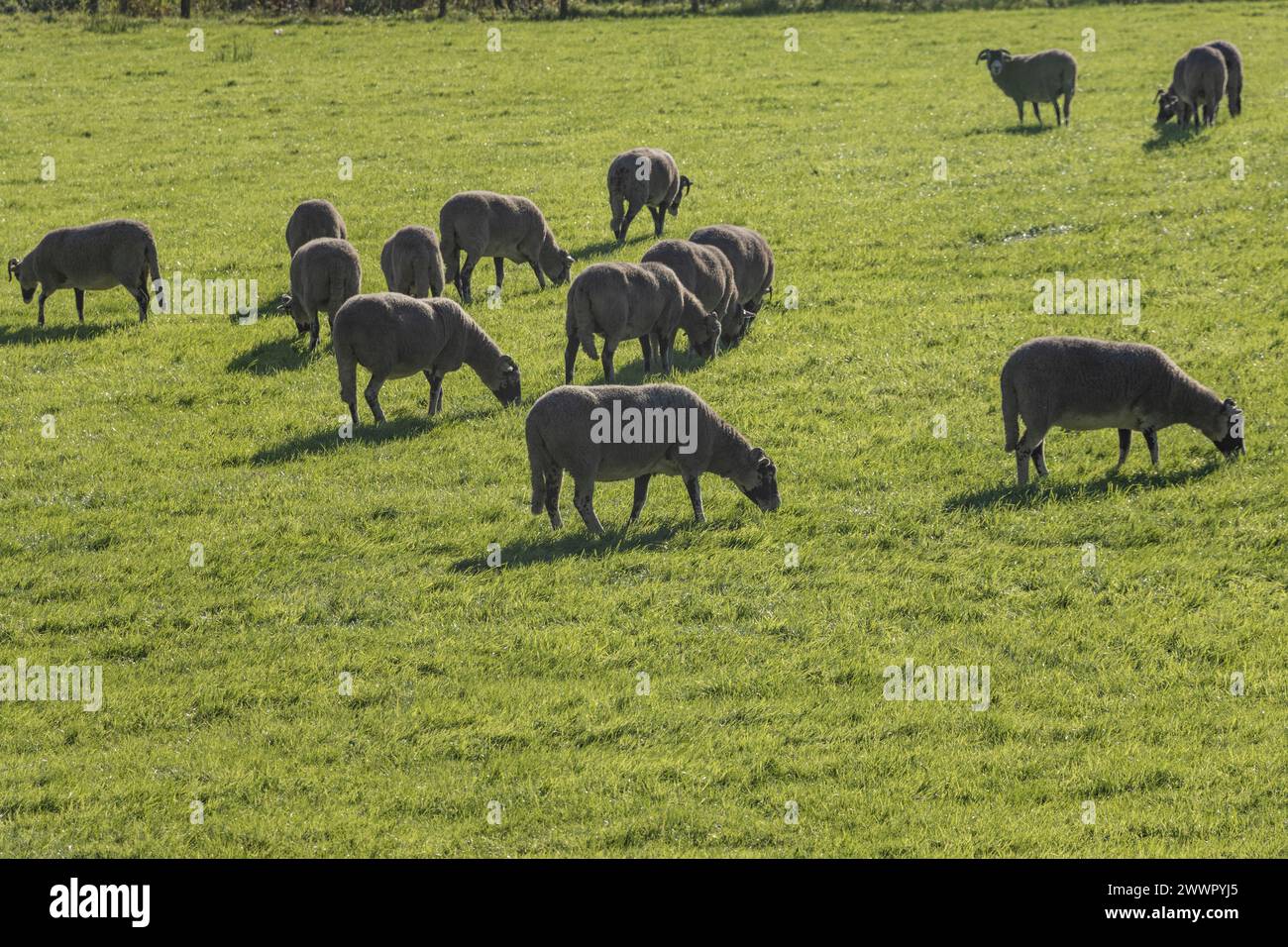 Sustainable farming wales hi-res stock photography and images - Alamy
