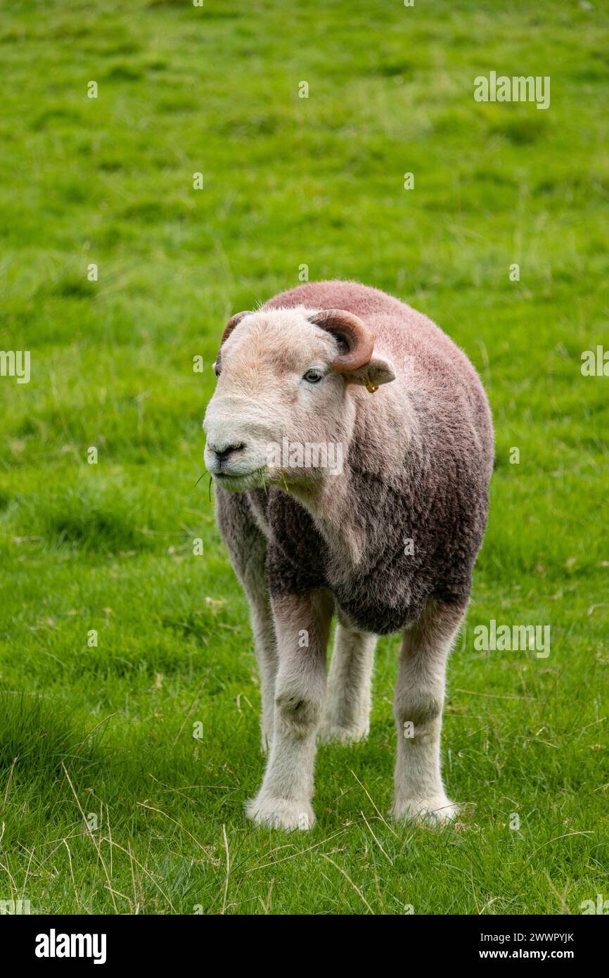 Herdwick tup, ram, sheep, Lake district, Cumbria, UK Stock Photo - Alamy