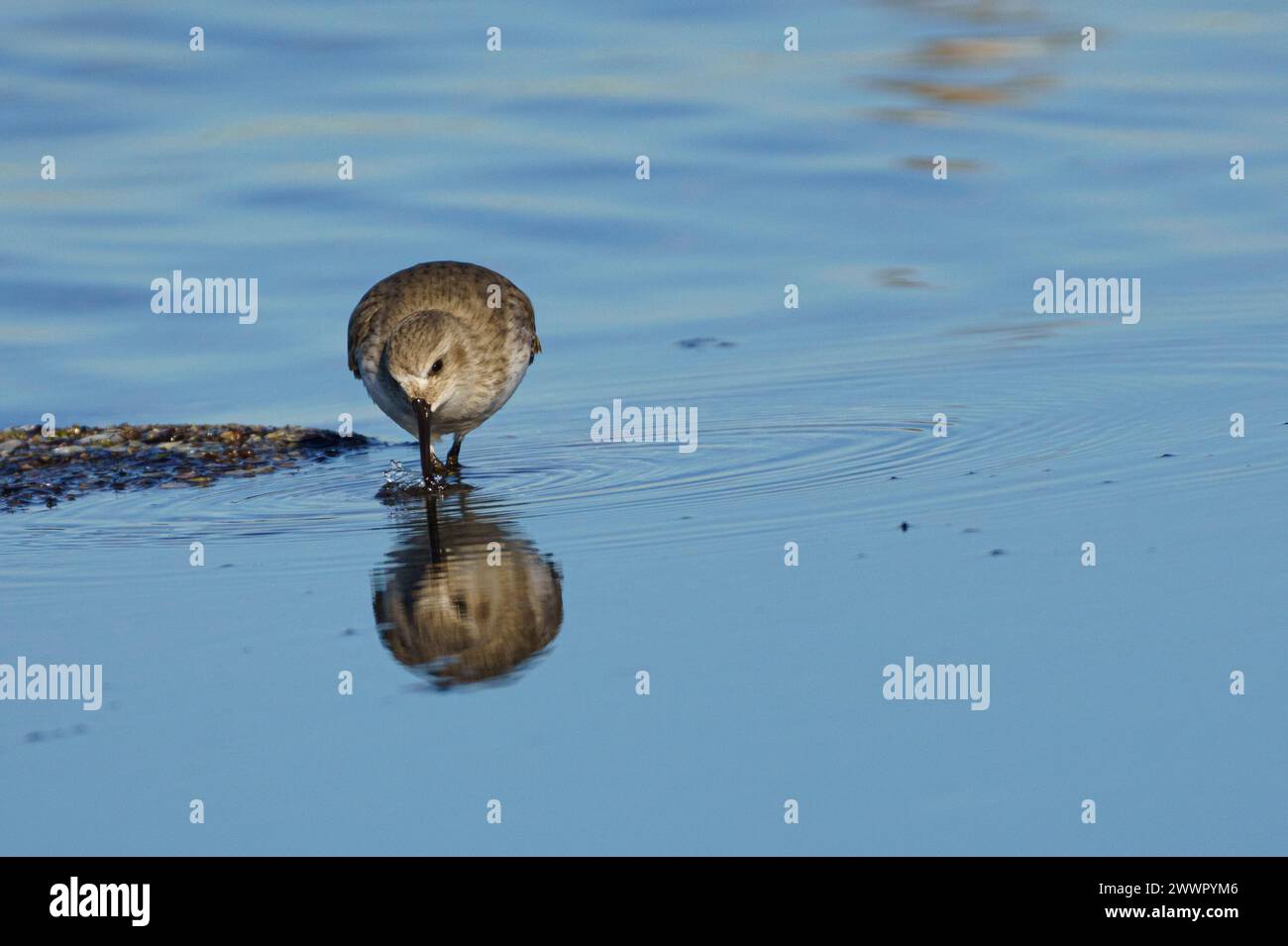 A Sandpiper standing in water, gazing at the ground with its head ...