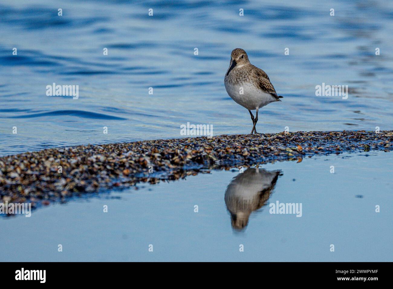A Sandpiper standing in water, gazing at the ground with its head ...