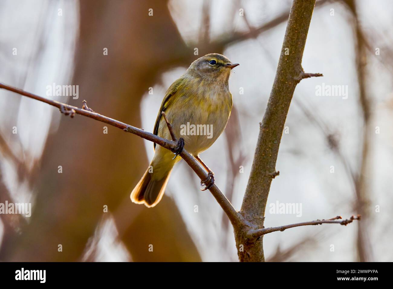 Genus phylloscopus hi-res stock photography and images - Alamy