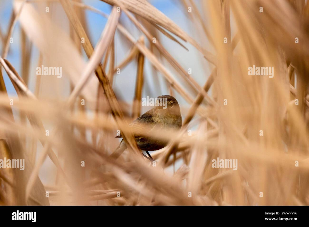 a reed bird seen among the branches Stock Photo - Alamy