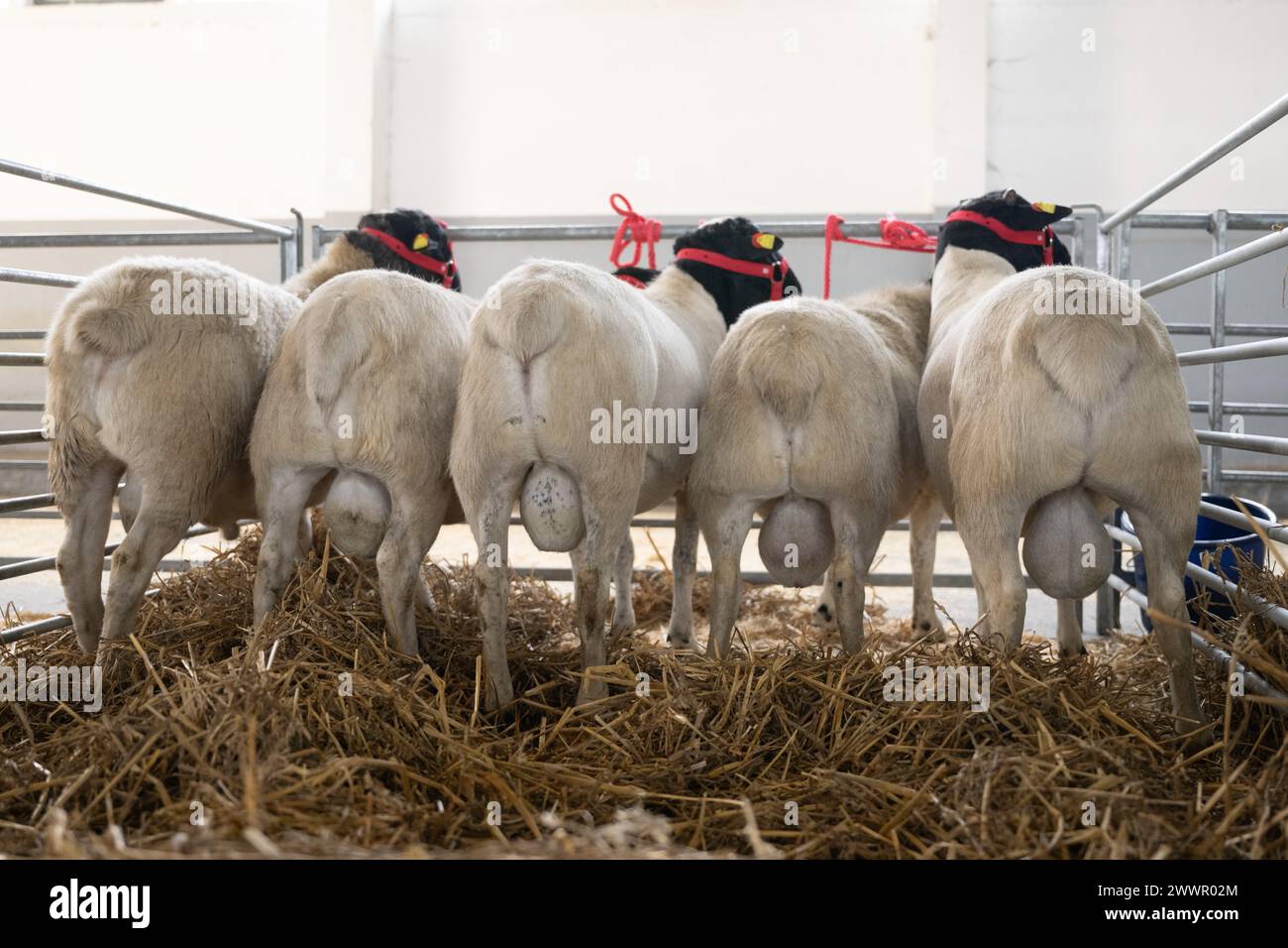 Dorper goat hi-res stock photography and images - Alamy