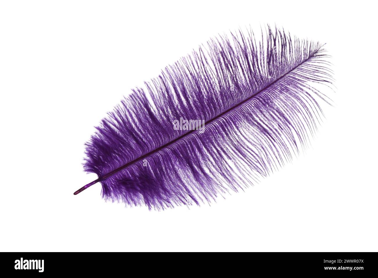 Beautiful delicate violet feather isolated on white Stock Photo - Alamy