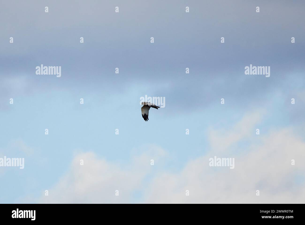 Flying ural owl hi-res stock photography and images - Alamy