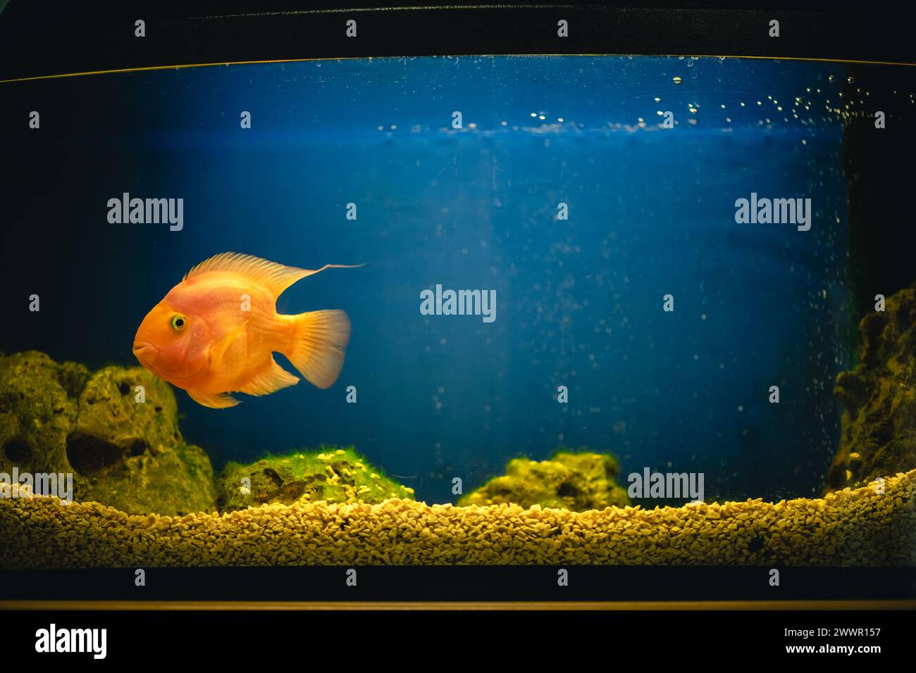 Fish in water slow motion hi-res stock photography and images - Alamy