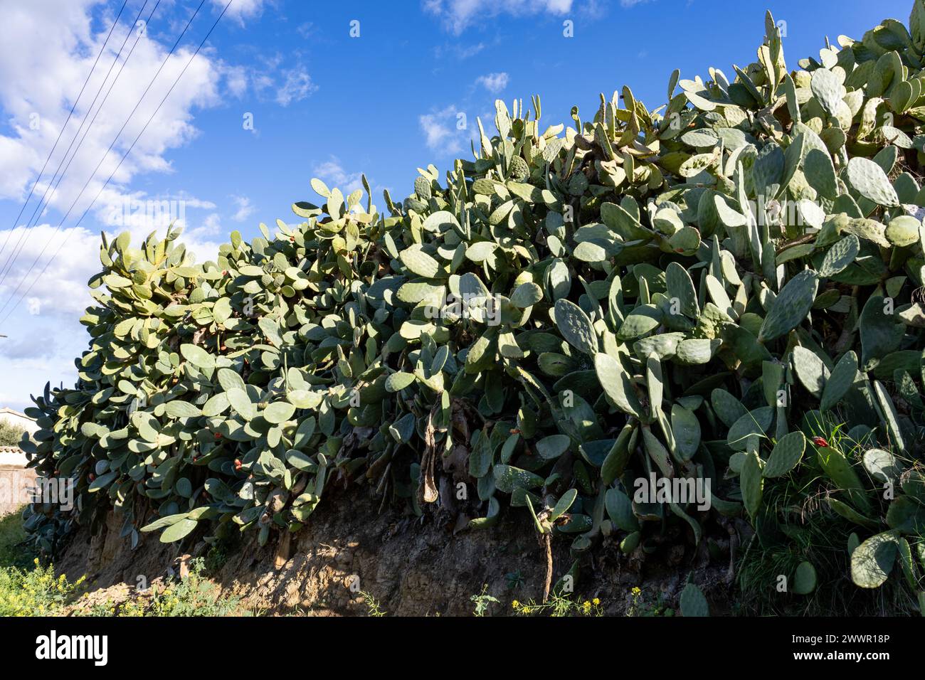 Long leaf ficus hi-res stock photography and images - Alamy