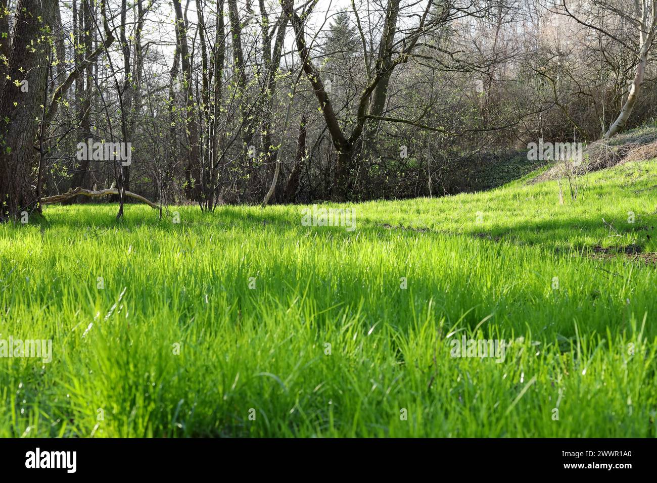 Spring in the forest explodes with the color of green Stock Photo - Alamy